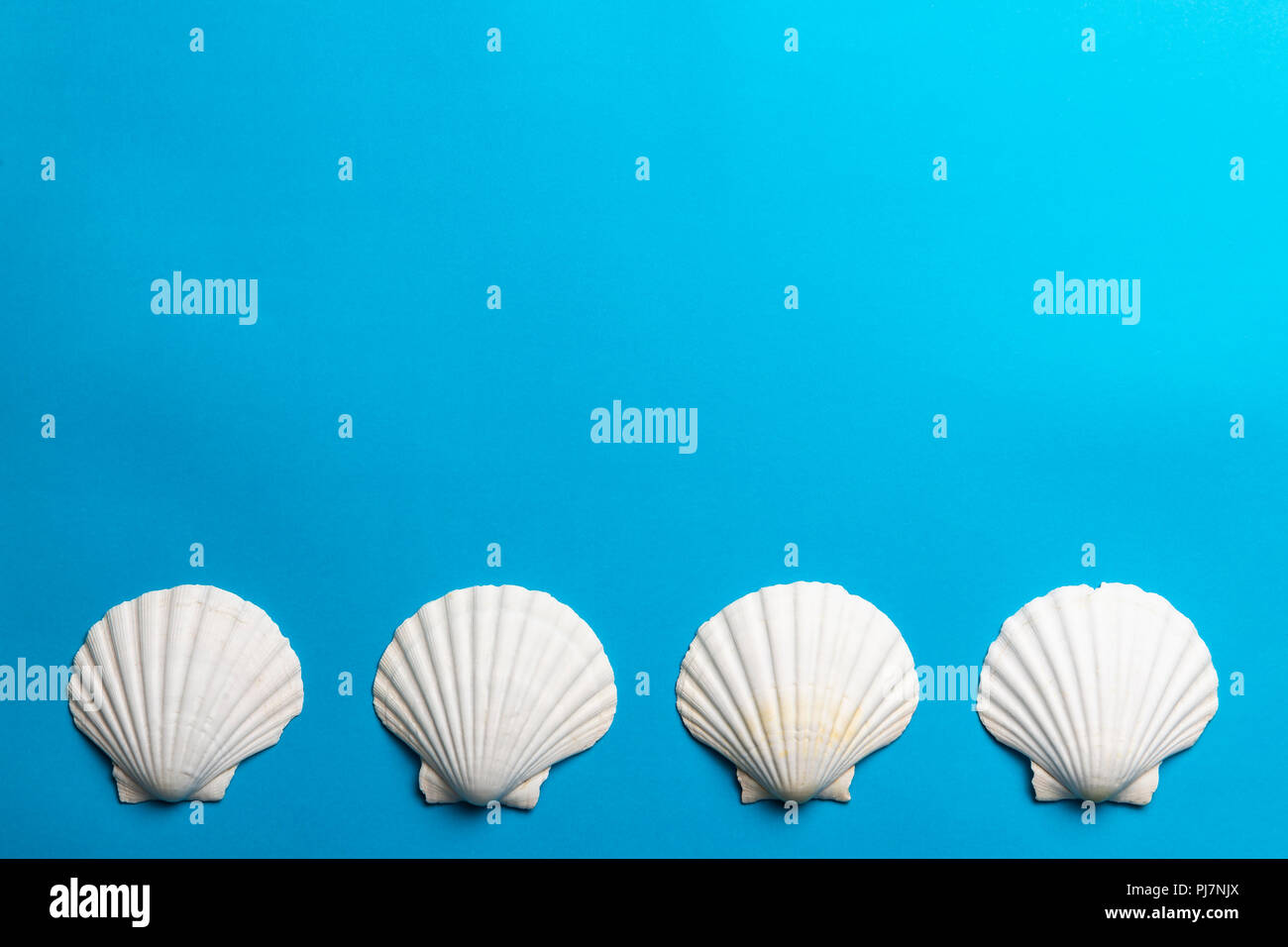 White shells hi-res stock photography and images - Alamy