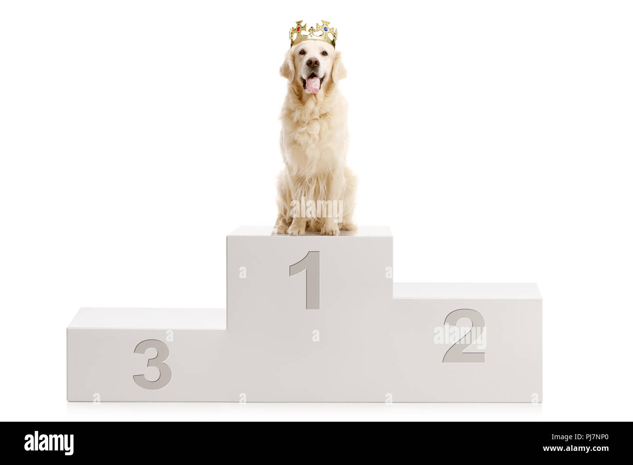 Golden retriever dog on a winner's stand isolated on white background ...