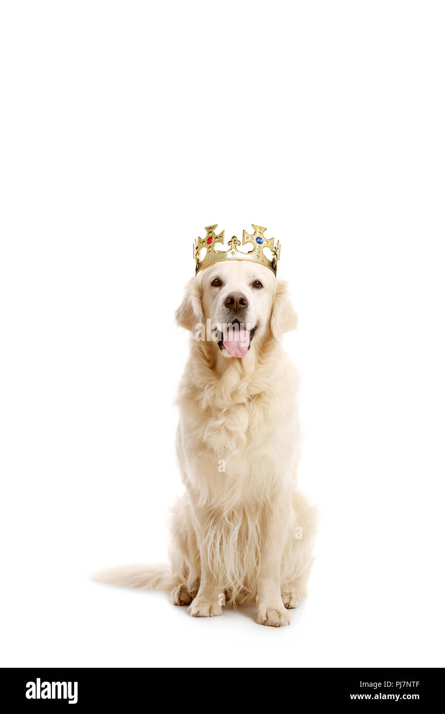 Labrador retriever dog with a crown isolated on white background Stock ...