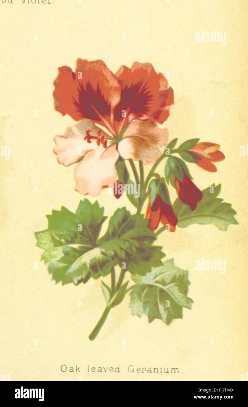 Artistic language flowers illustrations image hi-res stock photography ...