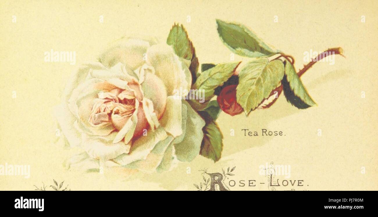 Artistic language flowers illustrations image hi-res stock photography ...