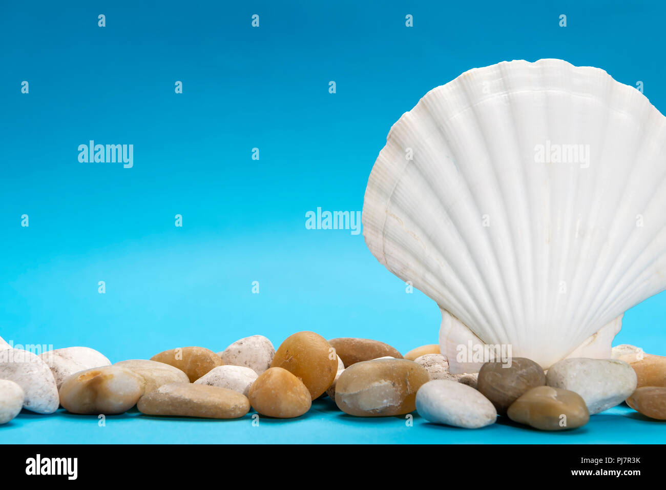Close up photo of white shell and stones isolated on blue background ...