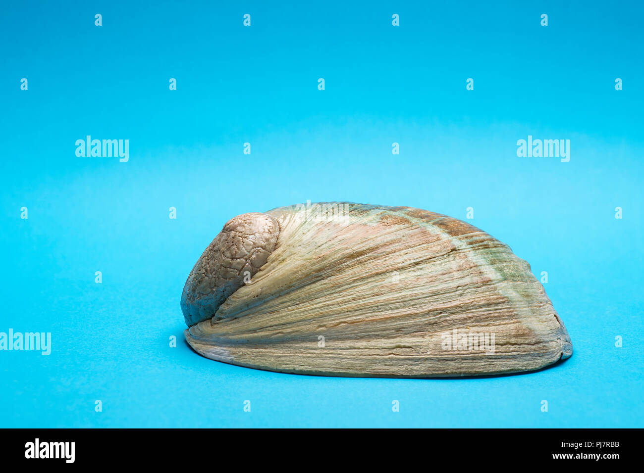 Close up abalone shell hi-res stock photography and images - Alamy