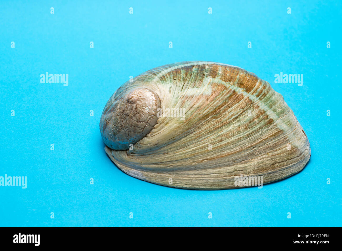 Close up photo of abalone shell isolated on blue background Stock Photo ...