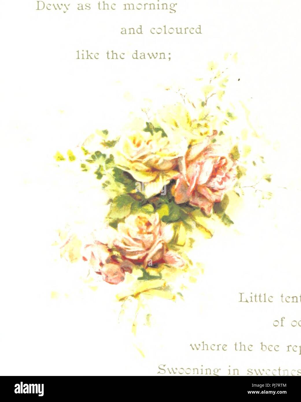 Image from page 28 of 'Rose Leaves. [A collection of poems on roses ...