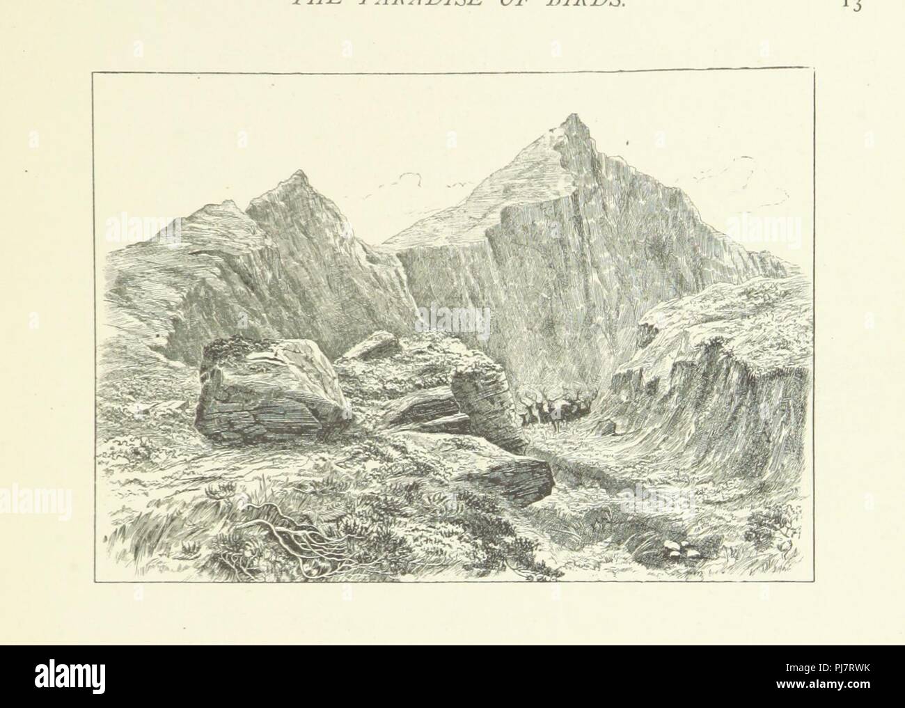 Image from page 29 of '[The Paradise of Birds an old extravaganza in a ...