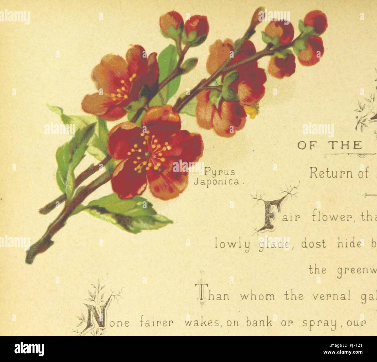 Artistic language flowers illustrations image hi-res stock photography ...