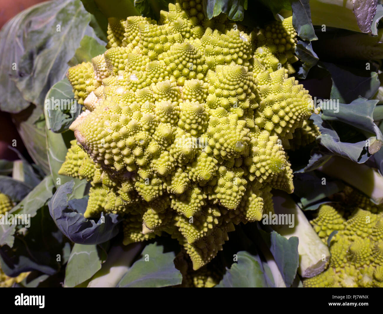 Repollo hi-res stock photography and images - Alamy