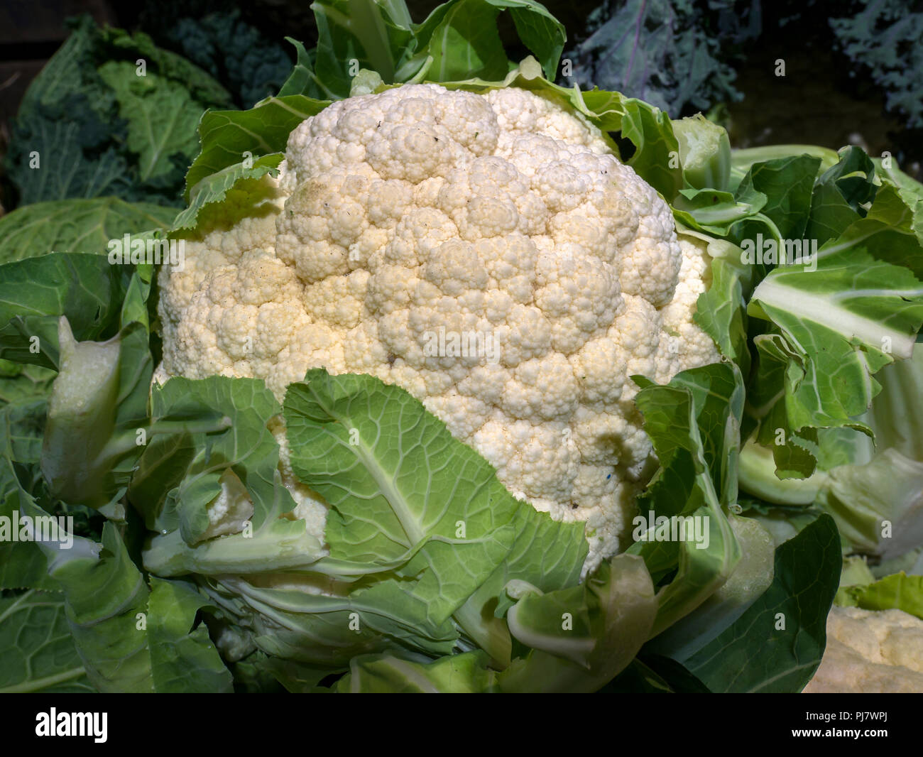 Repollo hi-res stock photography and images - Alamy