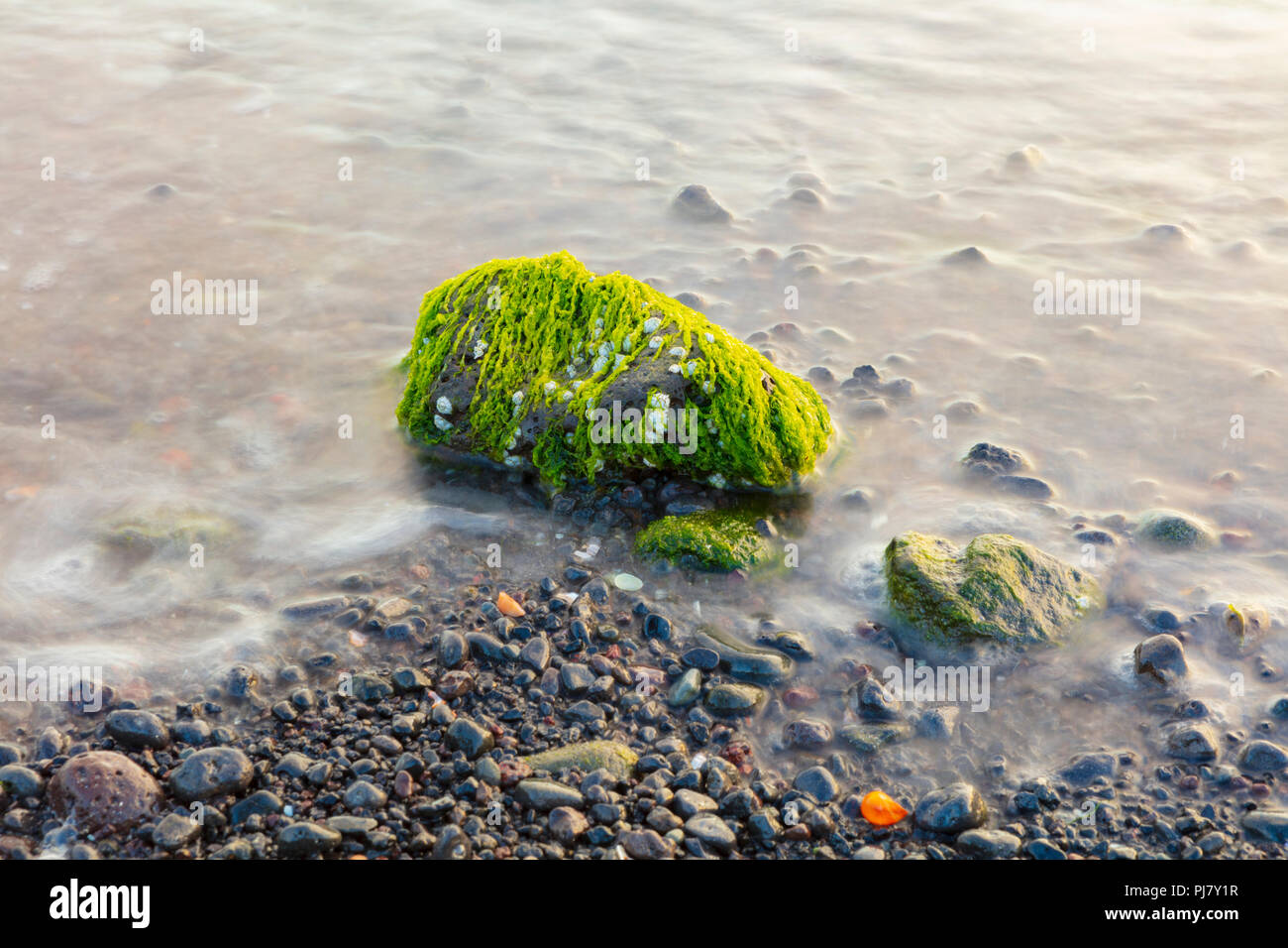 Rock covered with vegetation near Grotta Island Lighthouse, Reykjavik ...