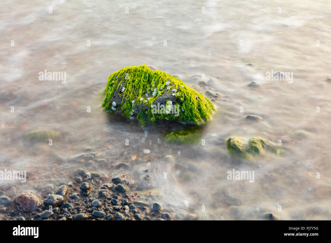 Rock covered with vegetation near Grotta Island Lighthouse, Reykjavik ...