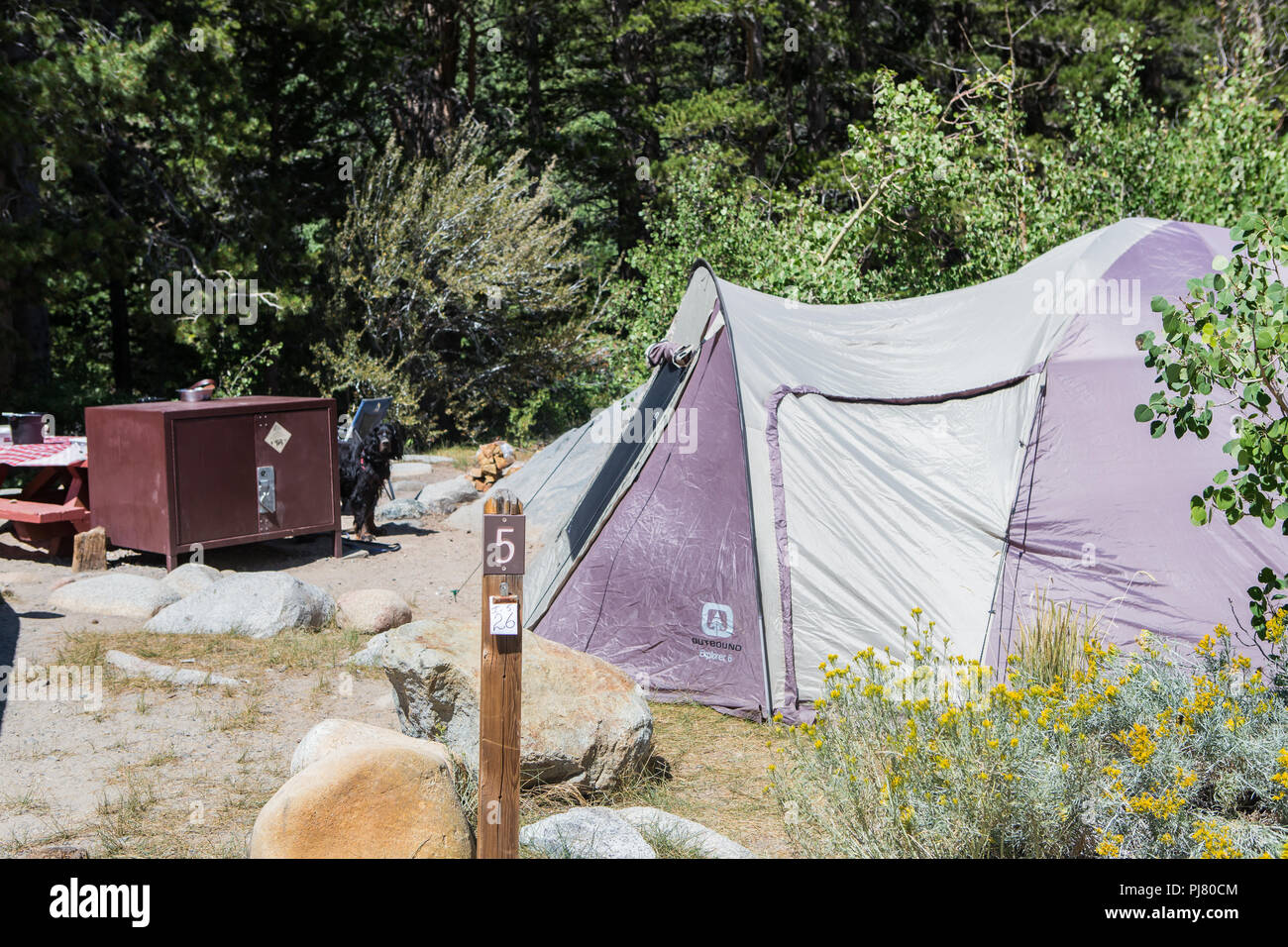 Pet pets campground hi-res stock photography and images - Alamy