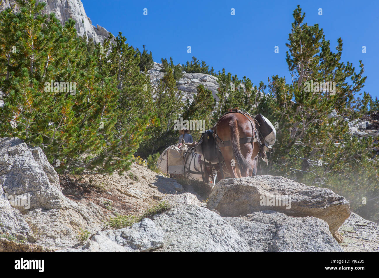 Heavy loaded mules hi-res stock photography and images - Alamy