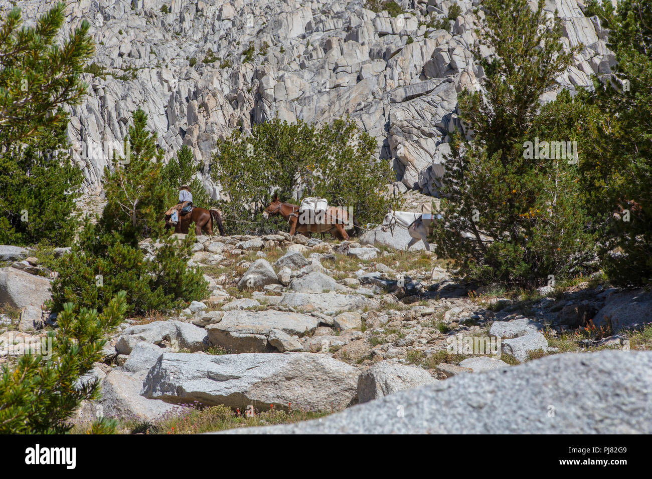 A young cowgirl leads a mule train carrying packs up a rocky mountain ...