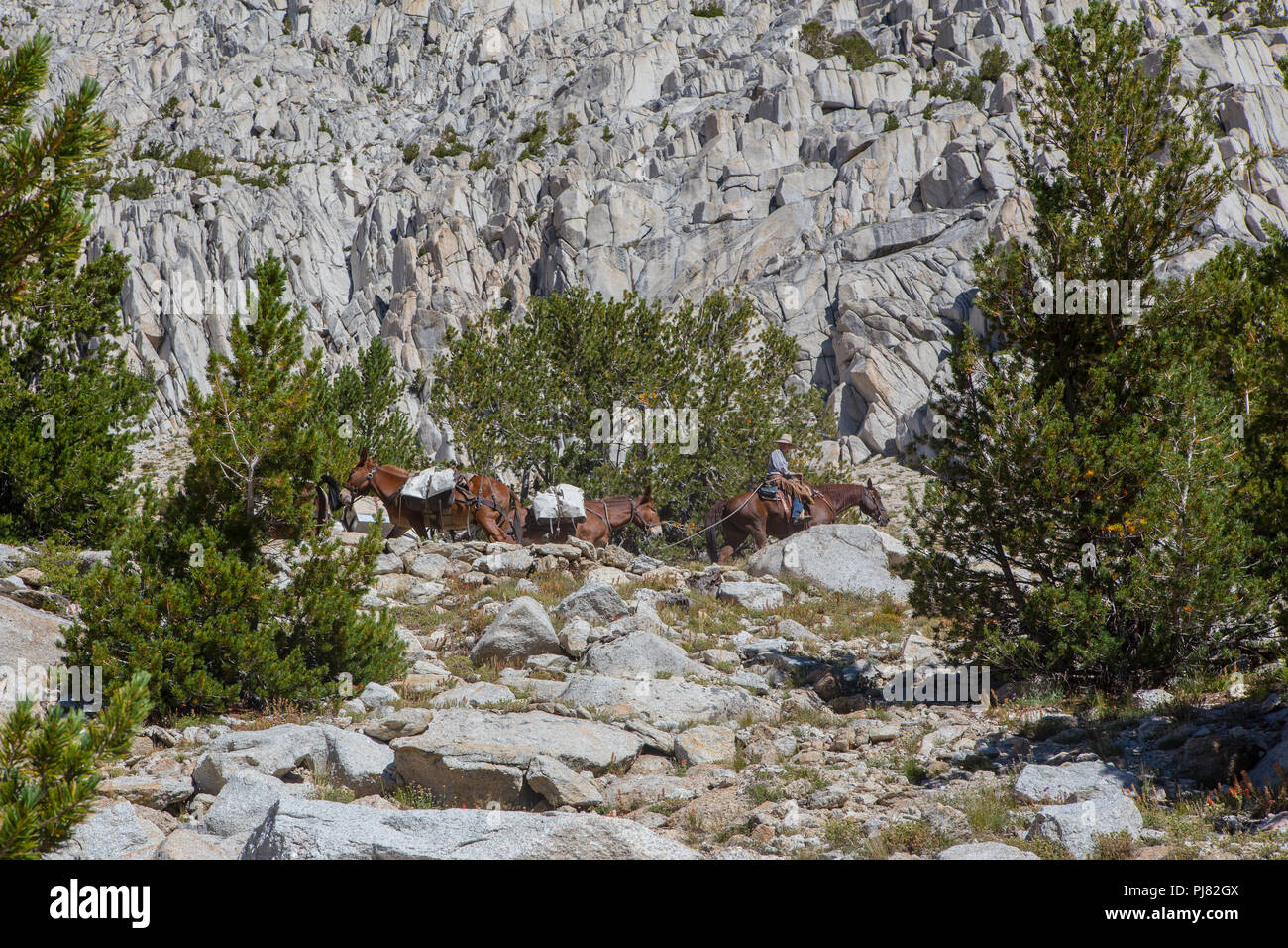 Mule train hi-res stock photography and images - Alamy
