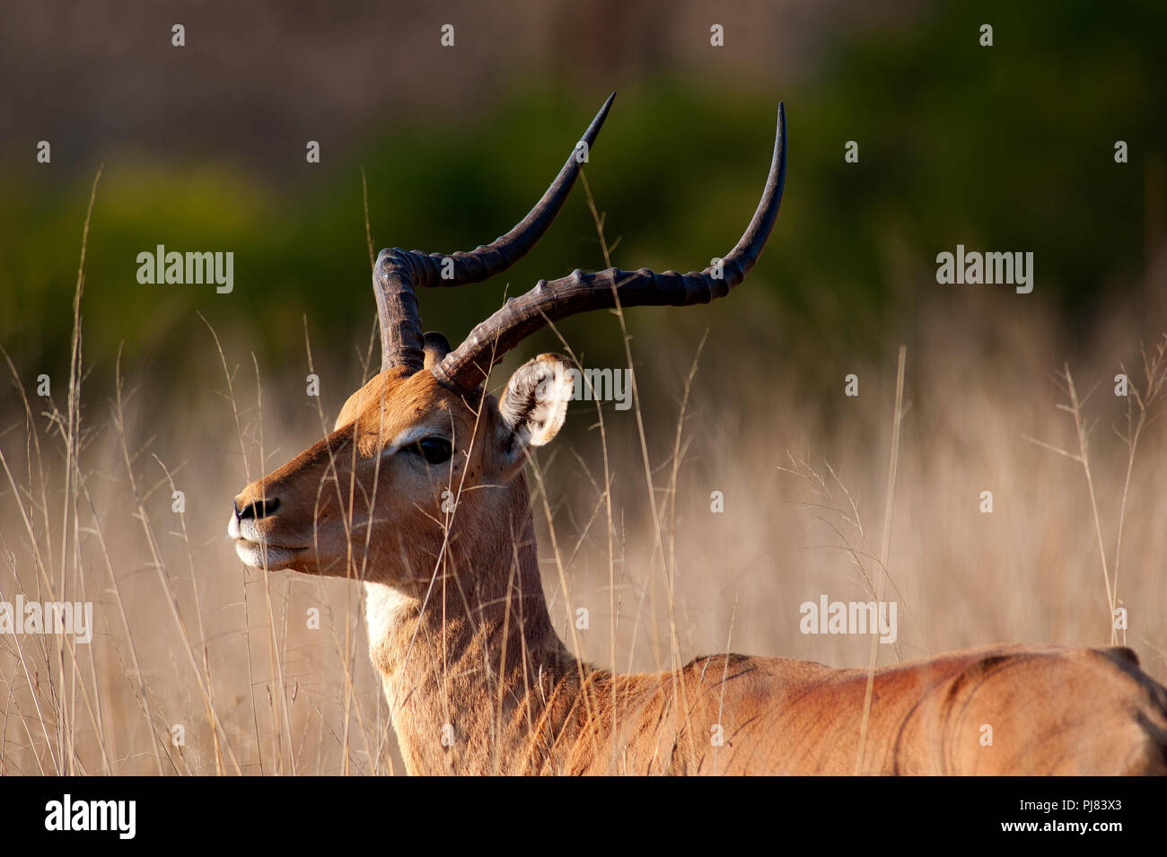 Impala south africa hi-res stock photography and images - Alamy