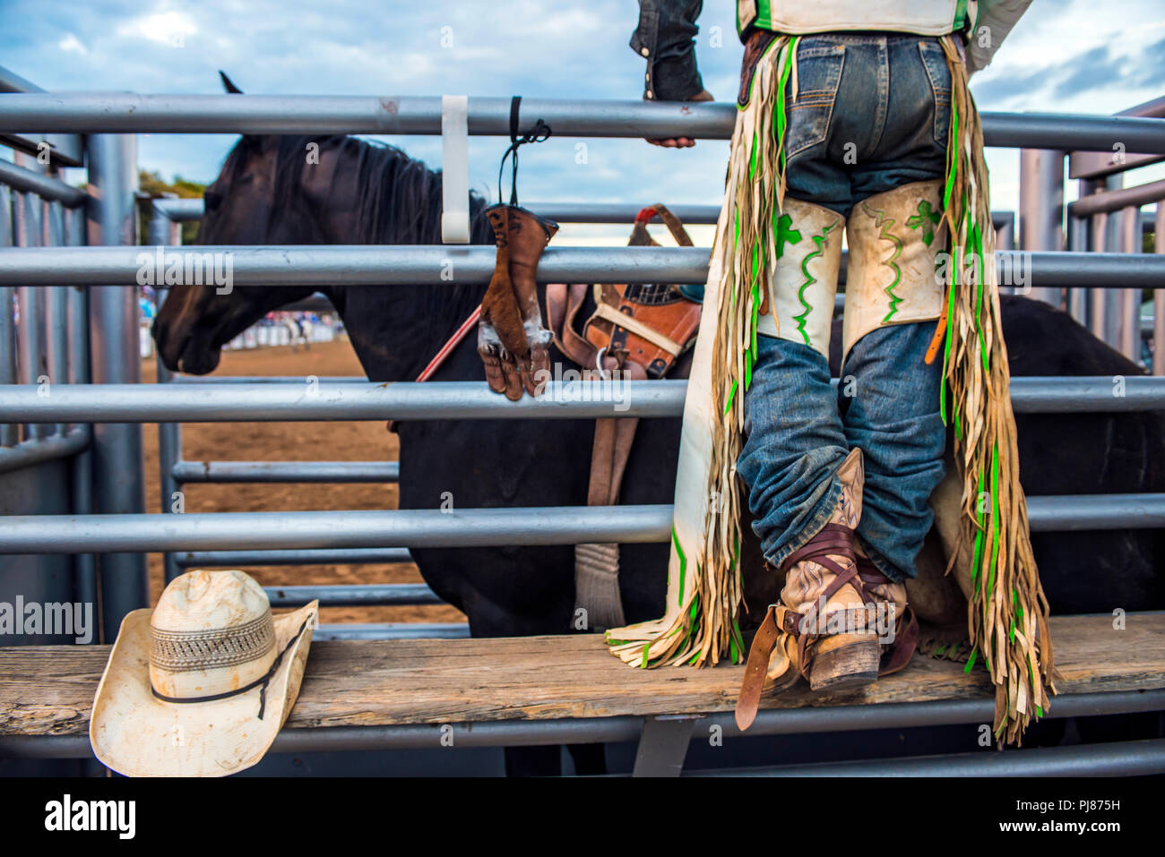 Rodeo cowboy ready to bareback ride in Texas rodeo. USA Stock Photo - Alamy