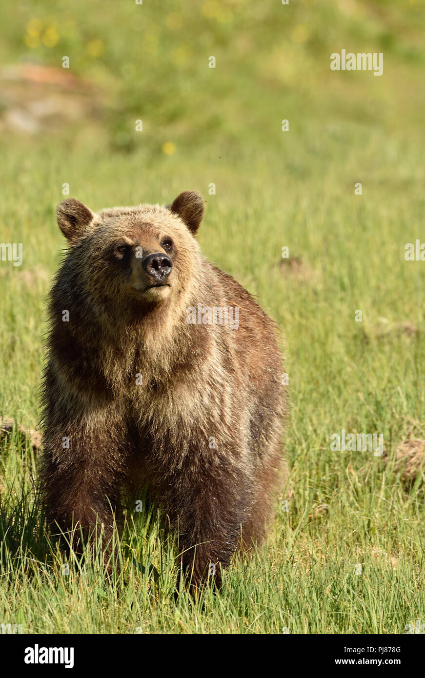 Bear sniffing habitat hi-res stock photography and images - Alamy