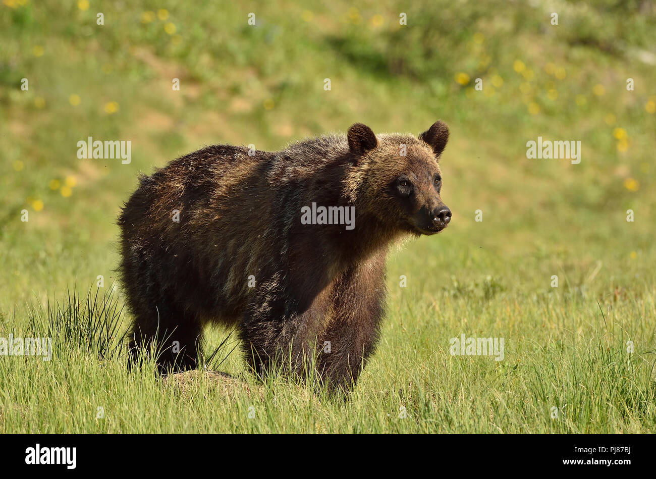 Bear standing side view hi-res stock photography and images - Alamy