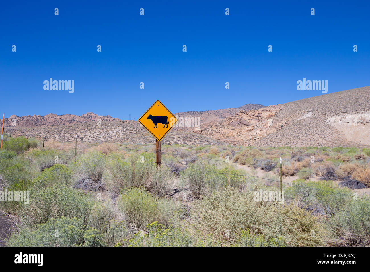 Roadside cattle warning sign on Highway 120 outside of Benton hot ...