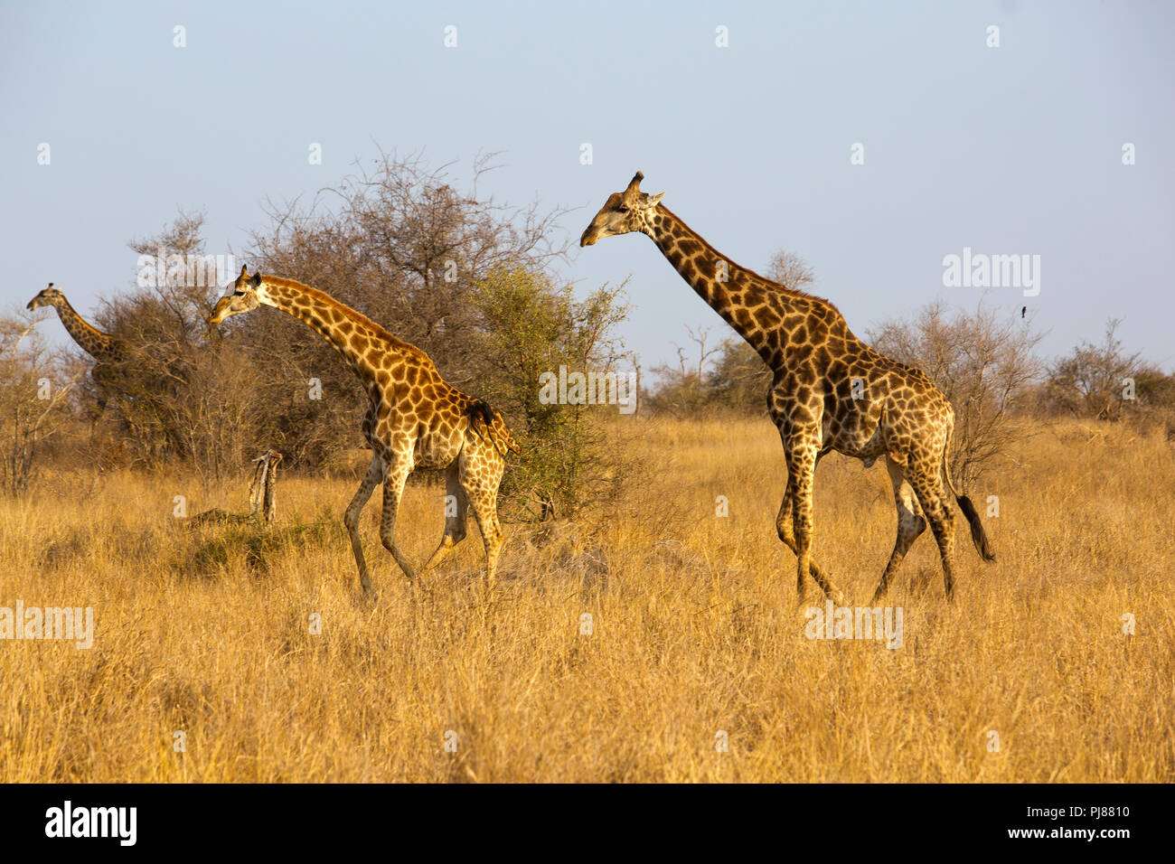 Giraffes at Kruger National Park, South Africa Stock Photo - Alamy
