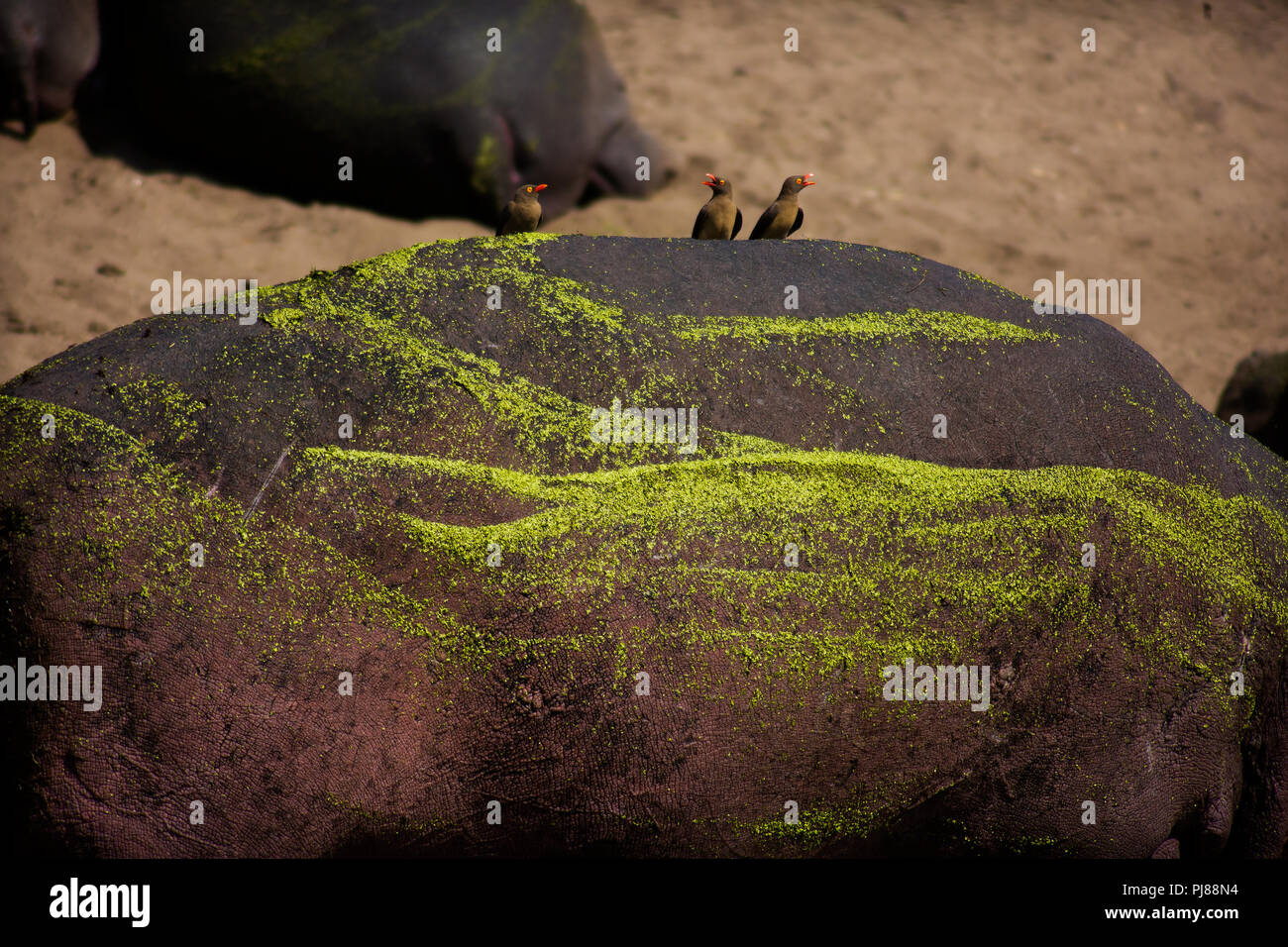 Red-billed Oxpecker on the back of an hippo at Nwanetzi river as seen ...