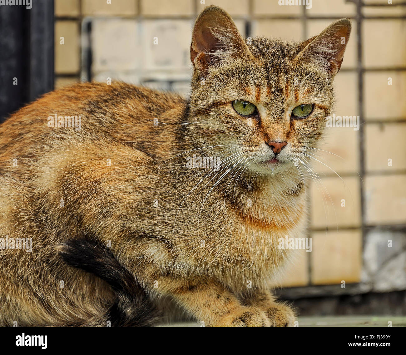 A cat living in the city in the basement of a multistory residential ...
