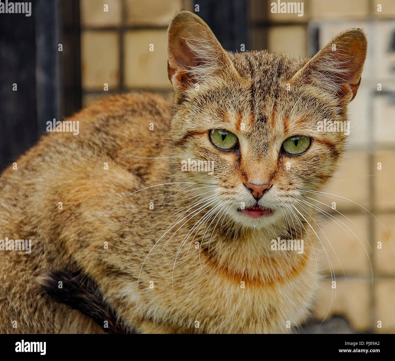 A cat living in the city in the basement of a multistory residential ...