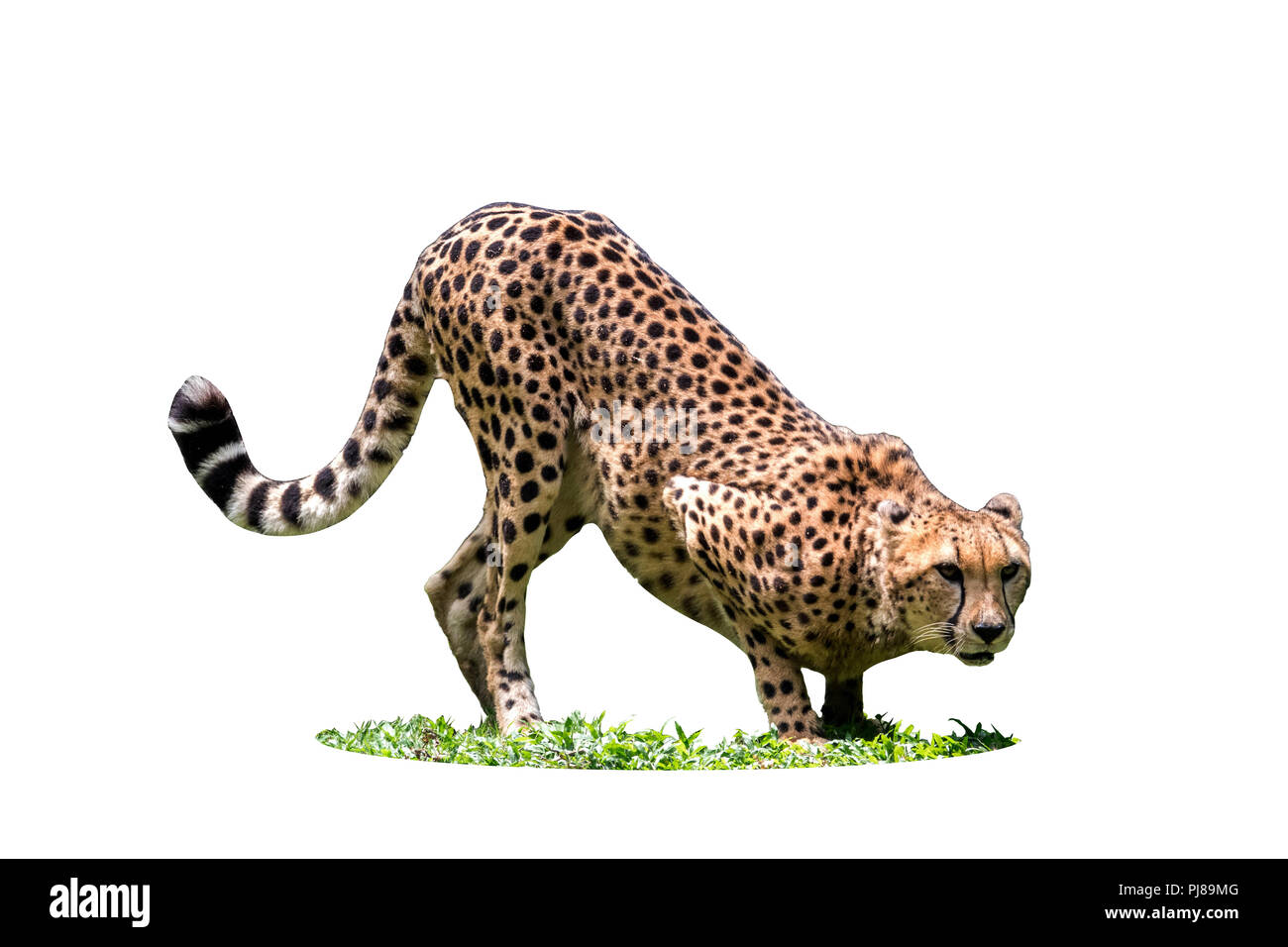 African cheetahs Cut Out Stock Images & Pictures - Alamy