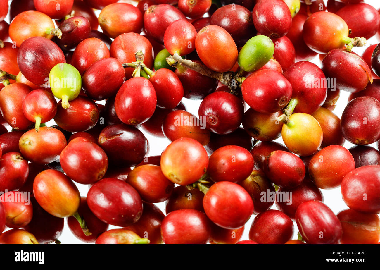 Ripe handpicked coffee cherries fruit ready for processing Stock Photo ...