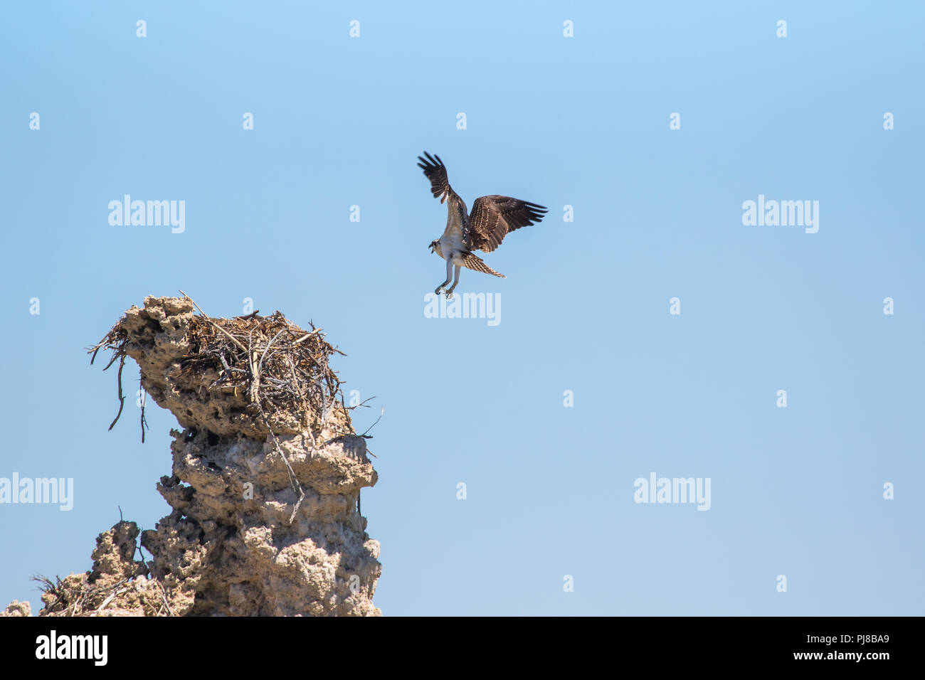 Osprey fledgling hi-res stock photography and images - Alamy