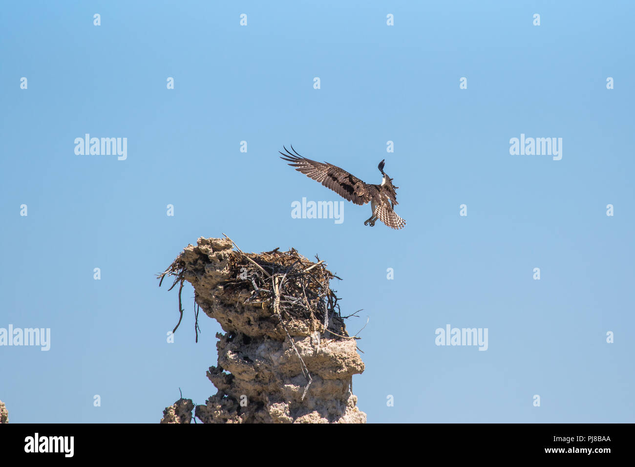 Young wild fledgling Osprey (pandit haliaetus) in flight that had been ...