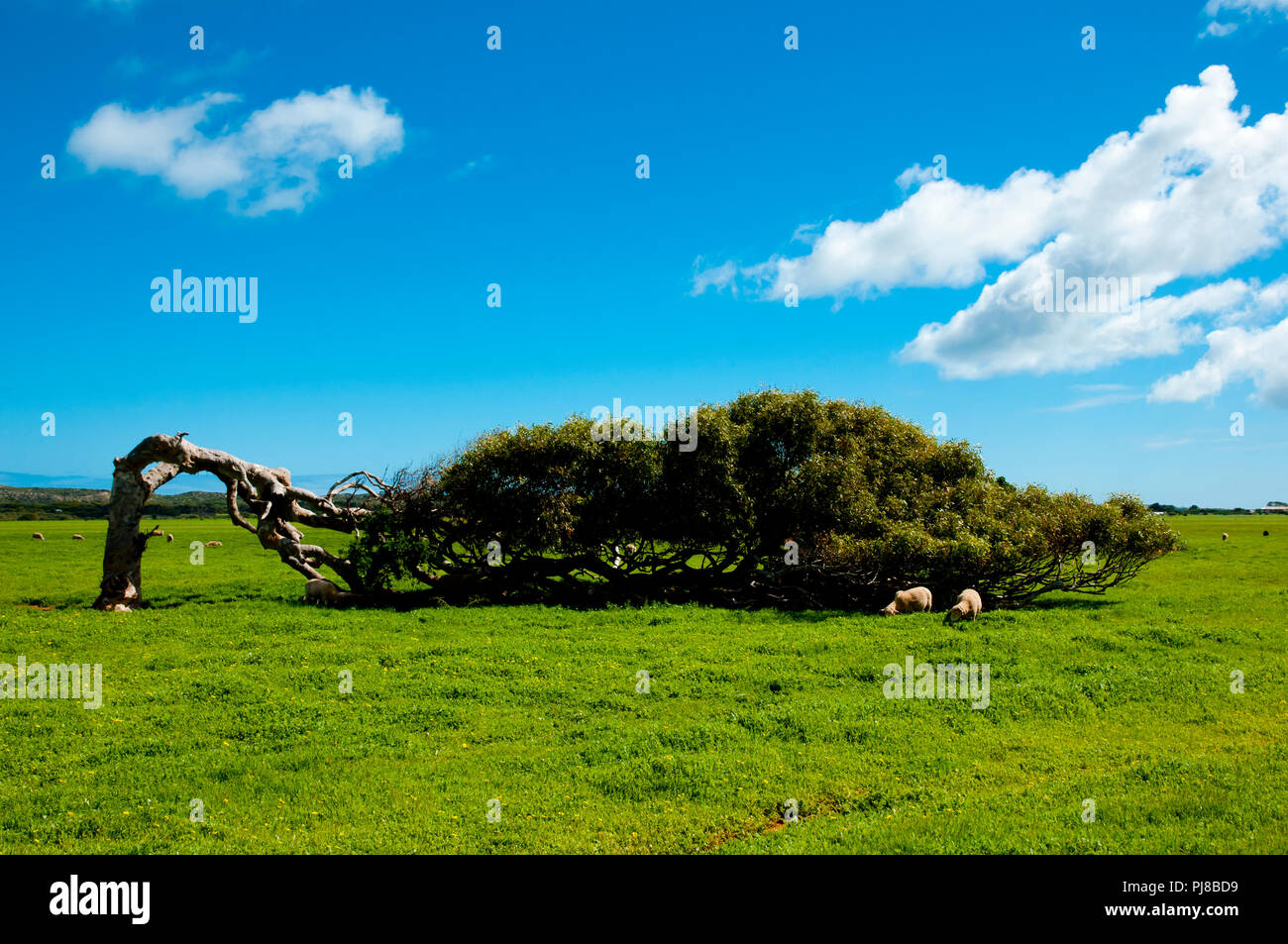 The leaning tree hi-res stock photography and images - Alamy