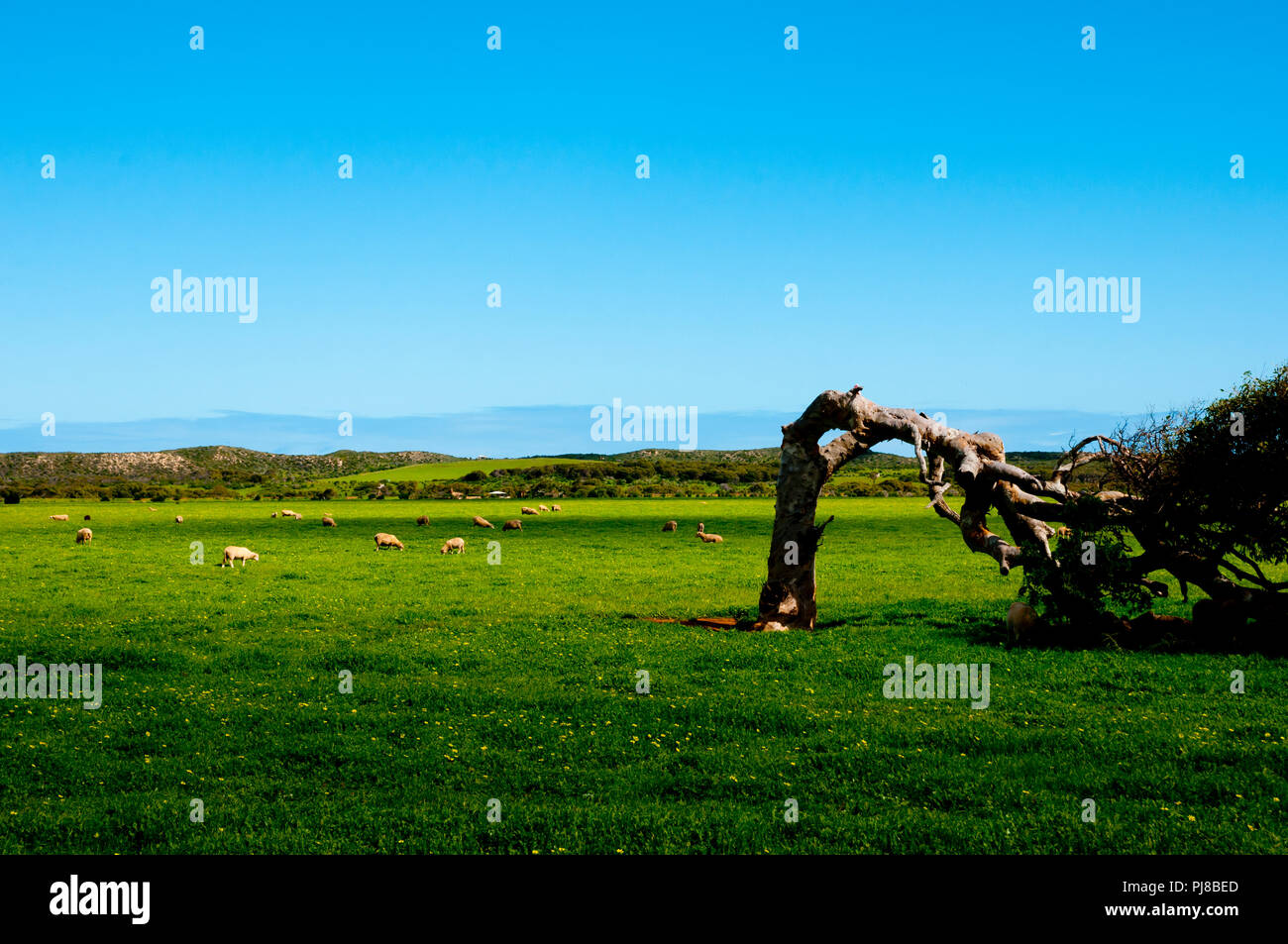 The leaning tree hi-res stock photography and images - Alamy