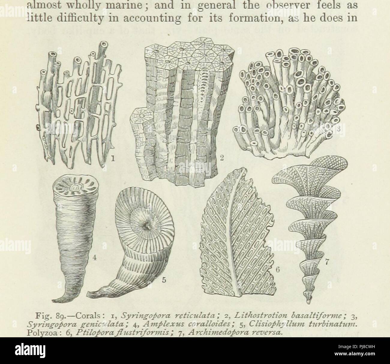 Image from page 203 of 'Introductory Text-book of Geology. Twelfth and ...