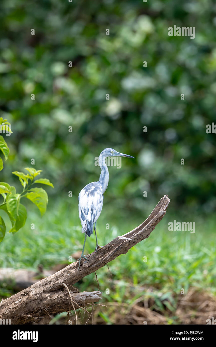 Immature Little Blue Heron (egretta caerulea) in Costa Rica Stock Photo ...
