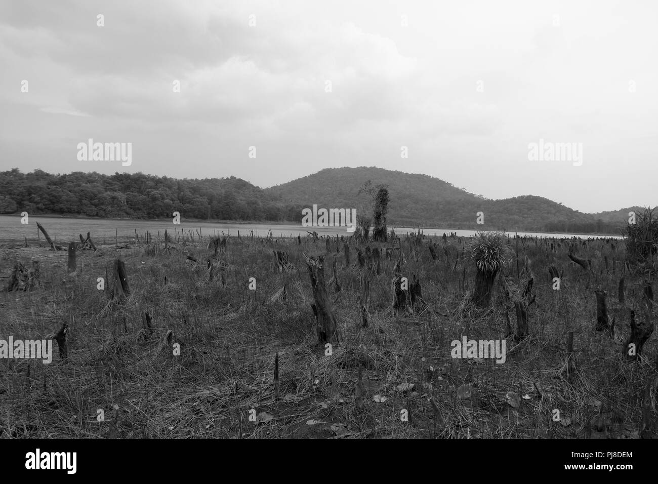 Swamp Black And White High Resolution Stock Photography and Images - Alamy