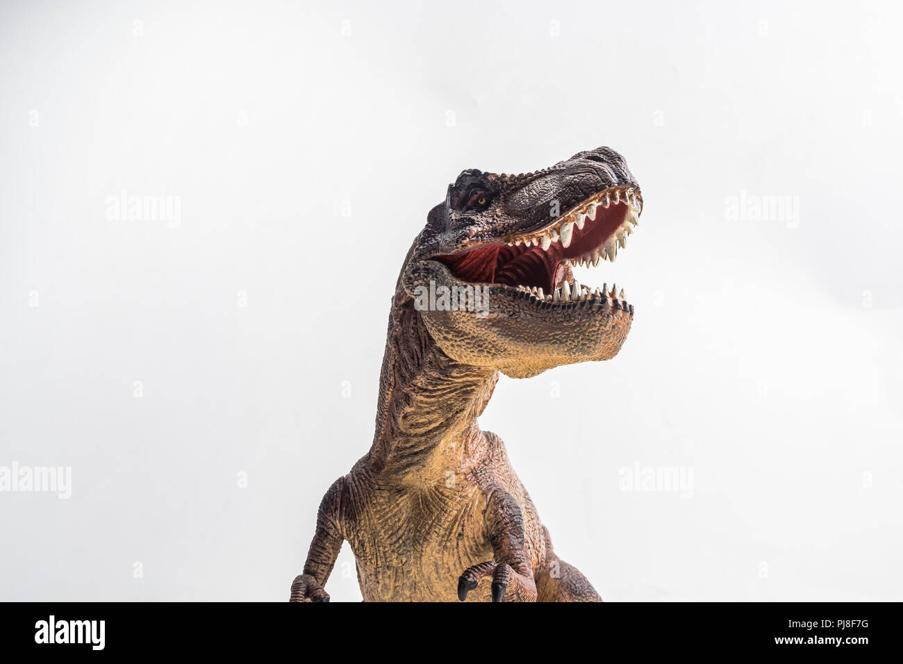 dinosaur , T-rex , Tyrannosaurus on white background Stock Photo - Alamy