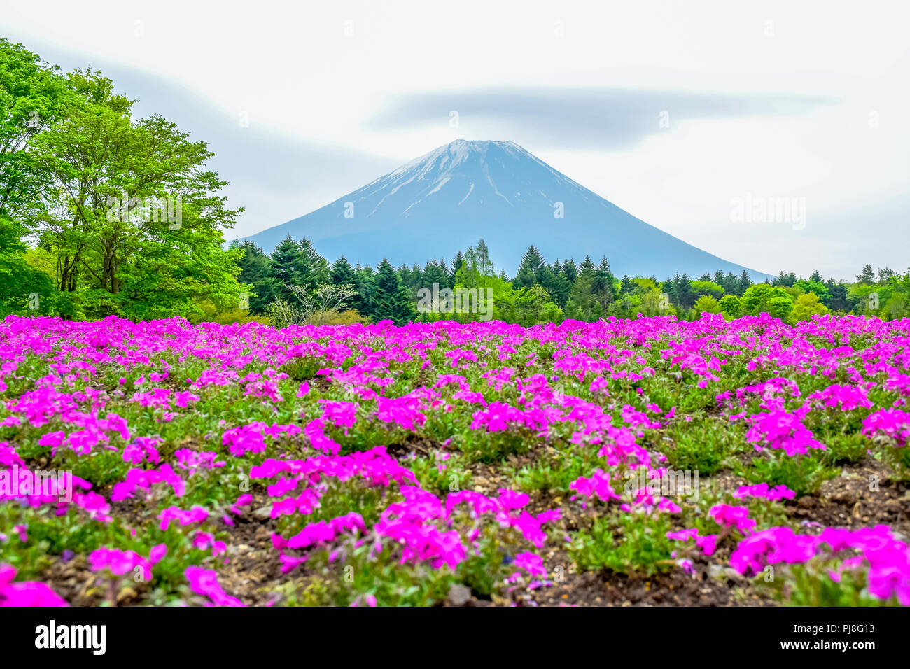 Mount Fuji view behind colorful flower field at Fuji Shibazakura moss ...