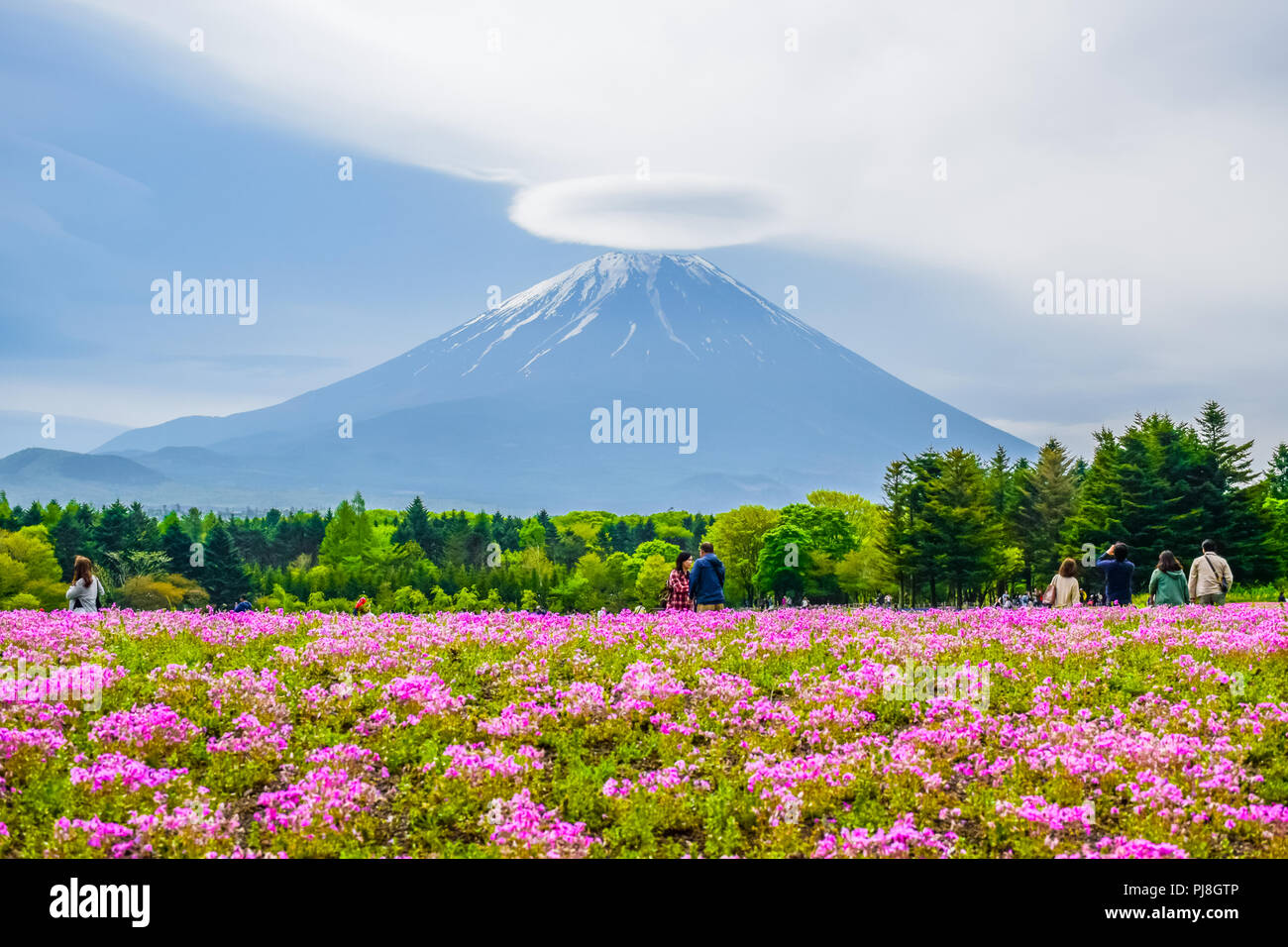 Mount Fuji view behind colorful flower field at Fuji Shibazakura moss ...