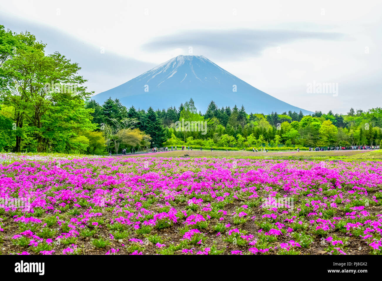 Mount Fuji view behind colorful flower field at Fuji Shibazakura moss ...