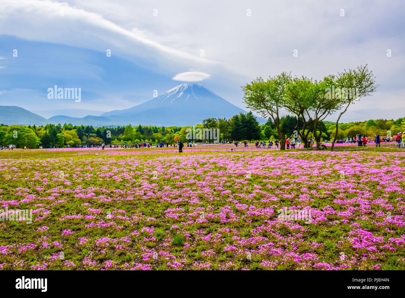Mount Fuji view behind colorful flower field at Fuji Shibazakura moss ...