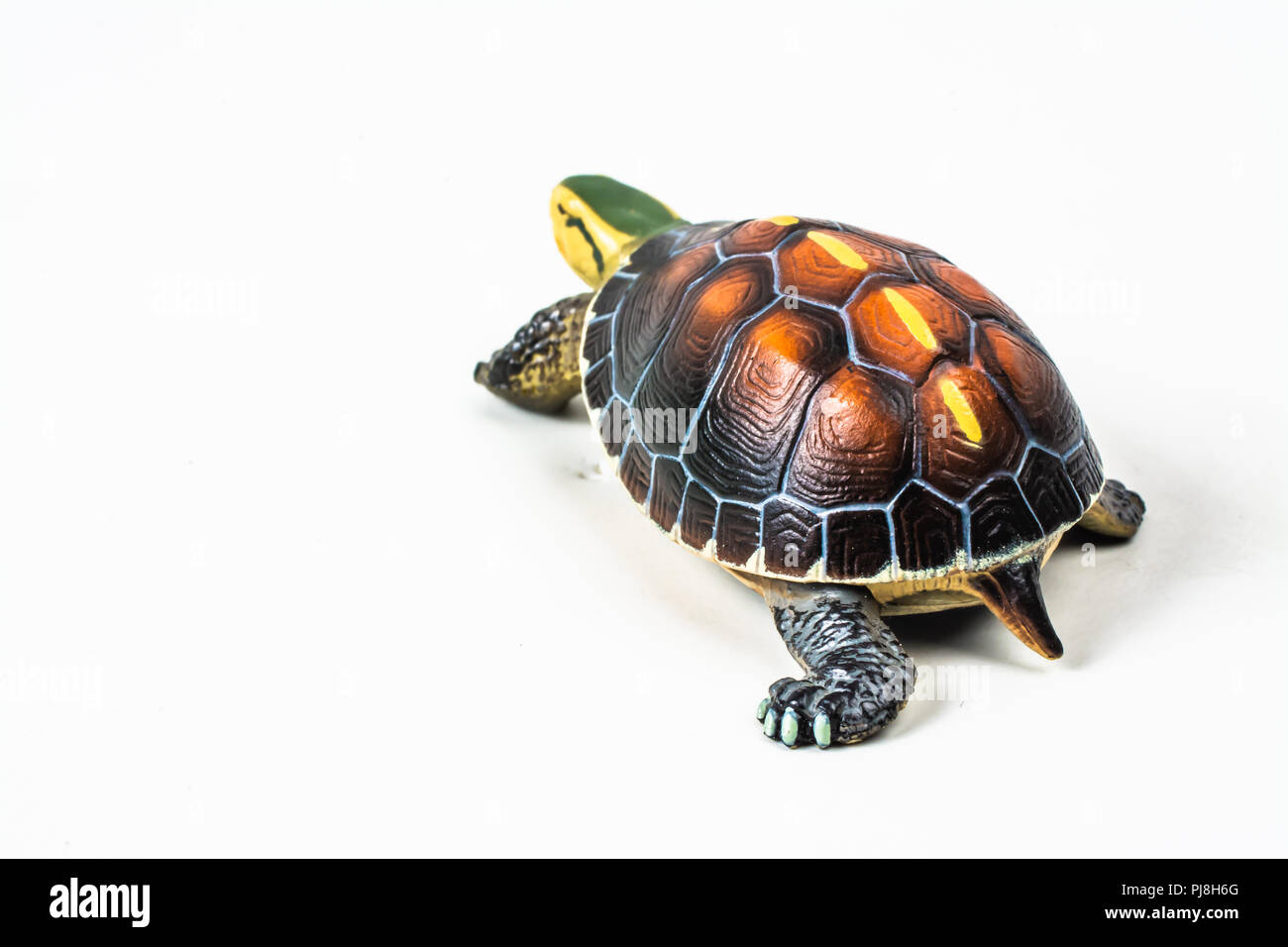 turtle on white background Stock Photo - Alamy