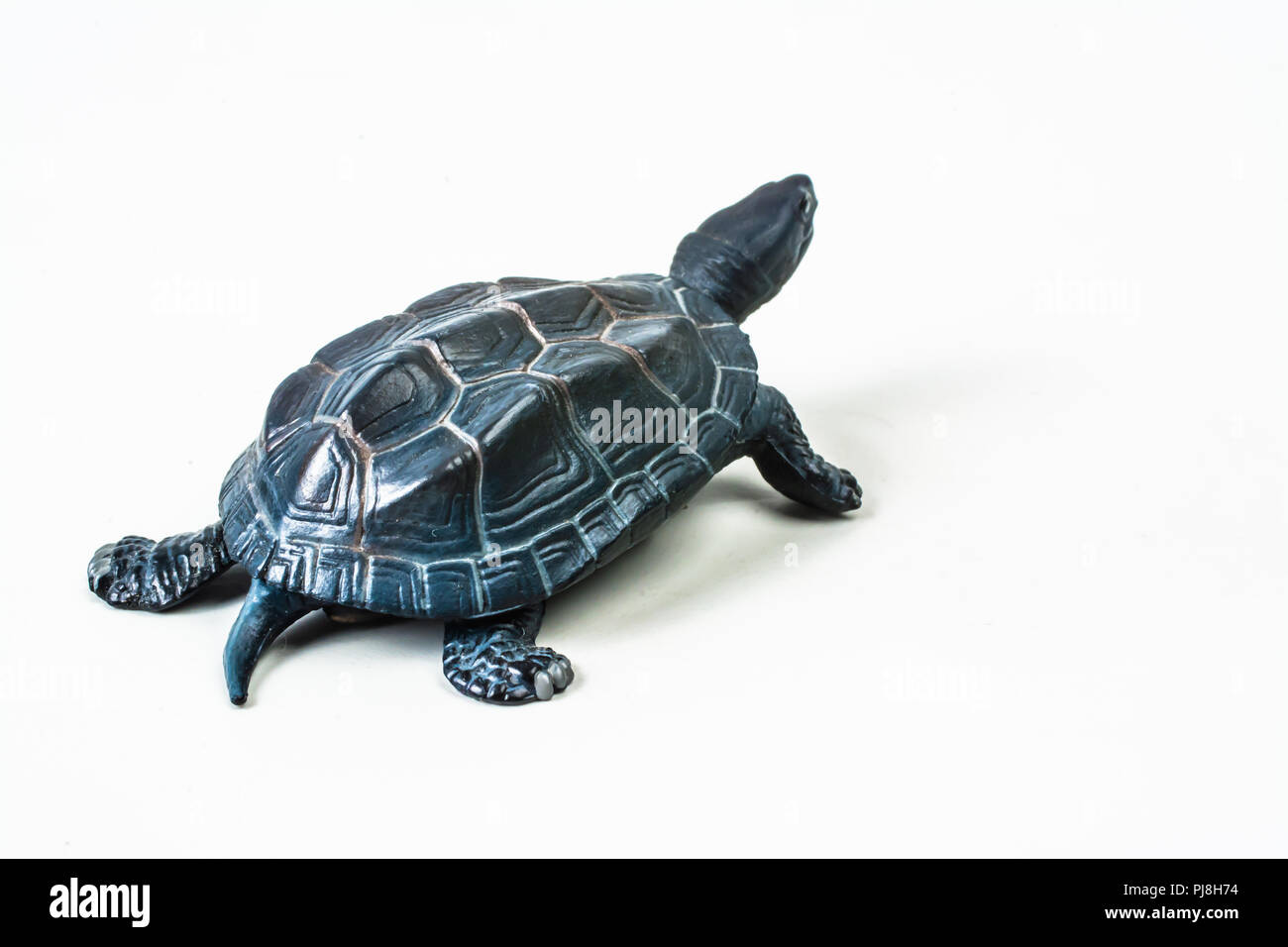 turtle on white background Stock Photo - Alamy