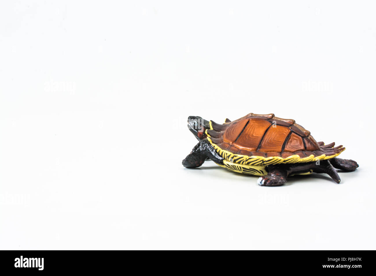 turtle on white background Stock Photo - Alamy