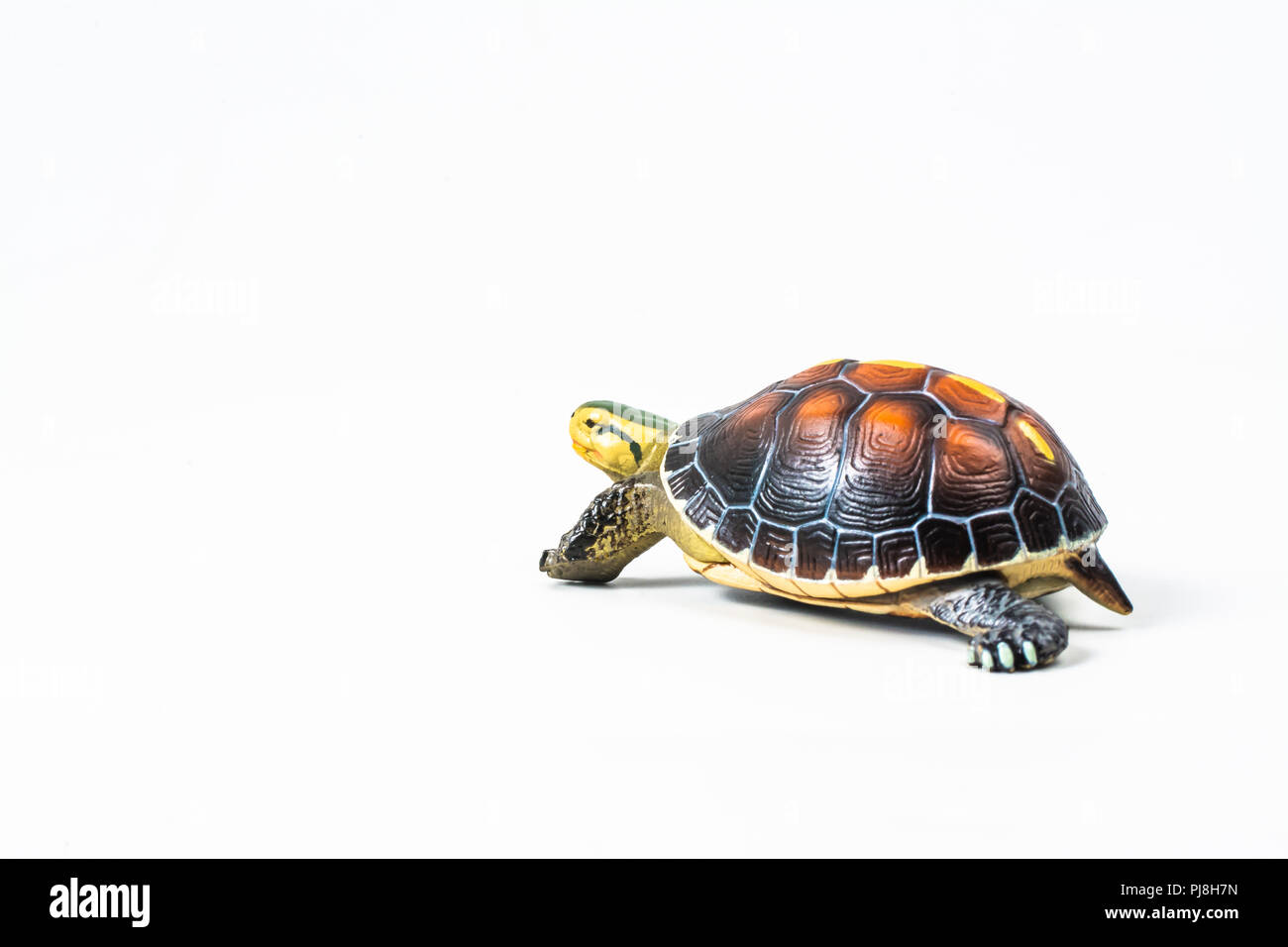 turtle on white background Stock Photo - Alamy