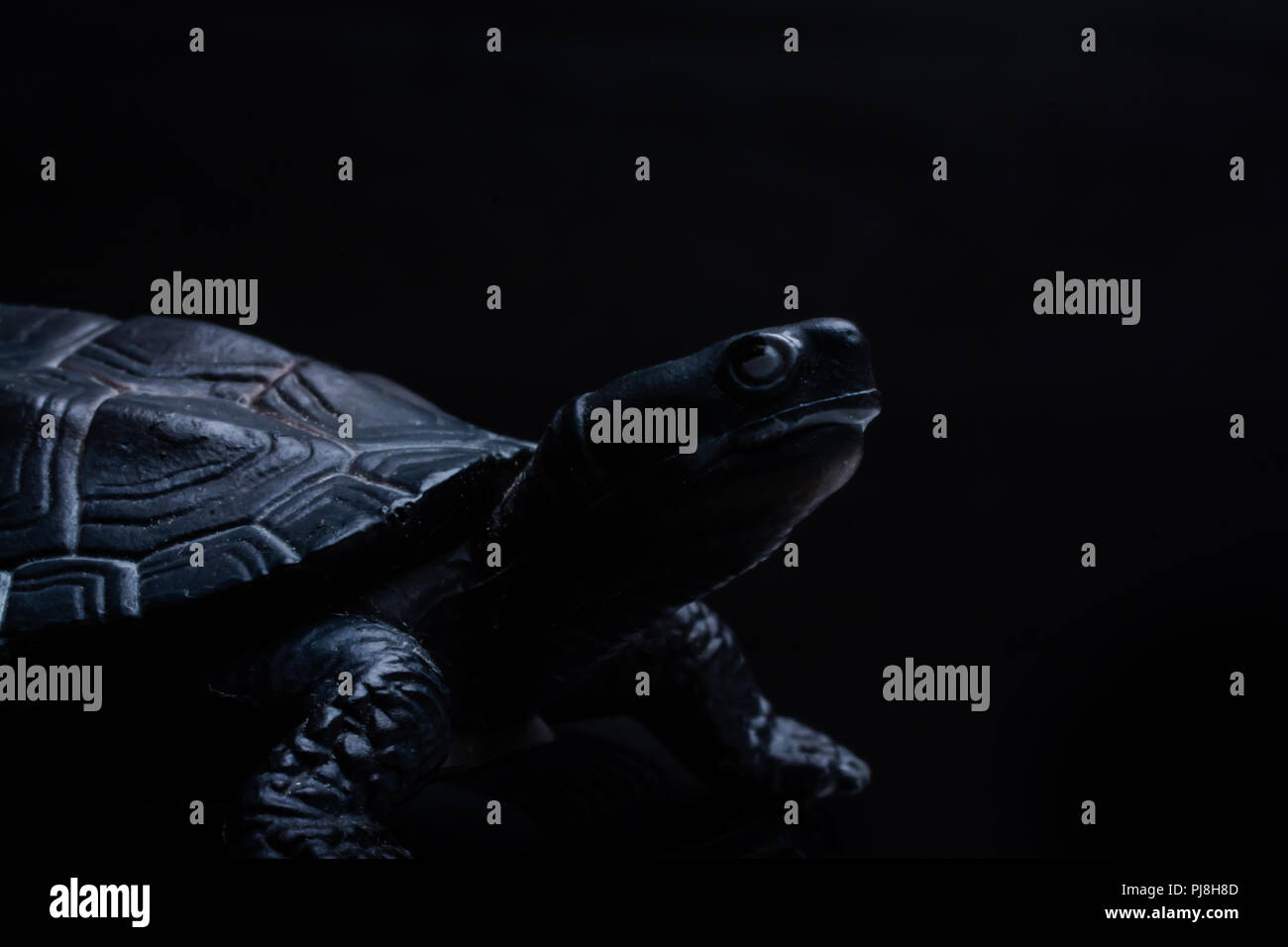 turtle on black background Stock Photo - Alamy