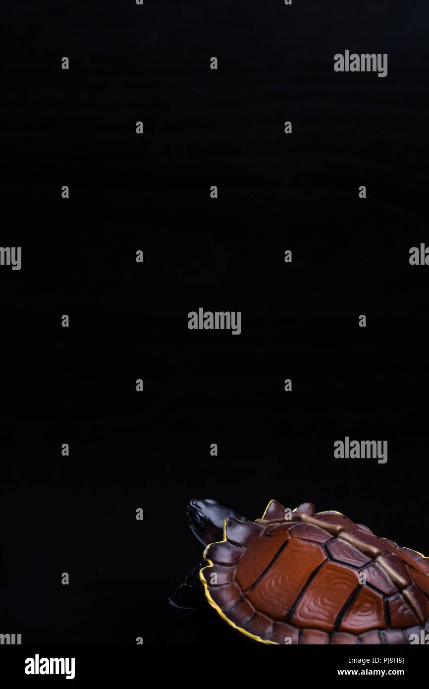 turtle on black background Stock Photo - Alamy