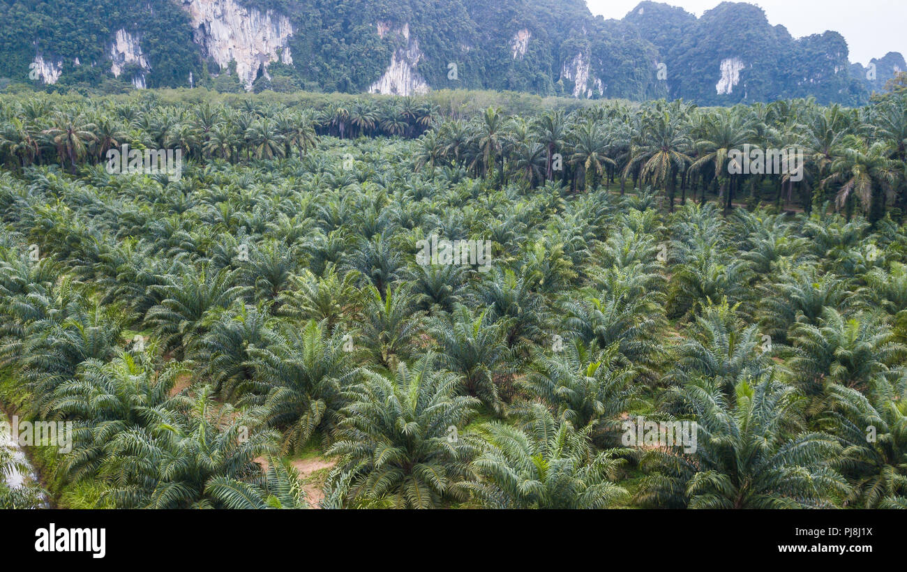 High angle view of palm plantation Stock Photo - Alamy