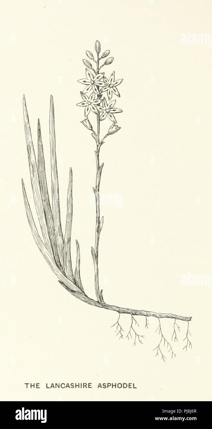 Image from page 294 of 'A History of Longridge and district. (Physical ...